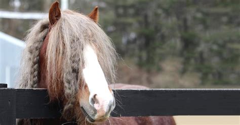 Flowing Feathers With A Mane To Match The Gypsy Vanner