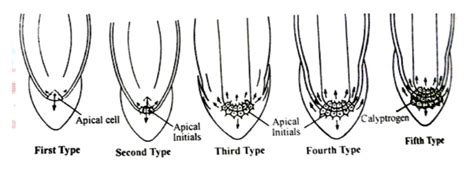 Organization Of Root Apex Apical Cell Theory Histogen Theory Korper Kappe Theory Biology