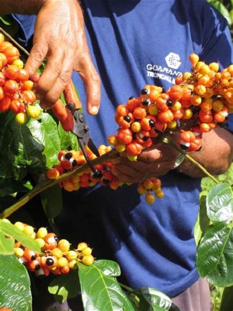 How To Grow Guarana Easily Guarana Benefits