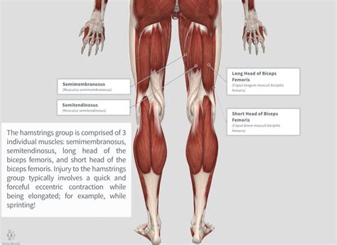 Hamstring Strain Clinical Pattern Recognition