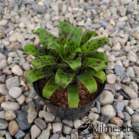 Bromelia Vriesea Racinae Milmesetas Una Finca De Familia