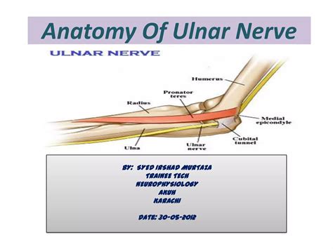 Anatomy Of Ulnar Nerve Ulnar Nerve Anatomy Pptx