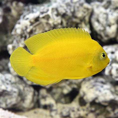 Aquarium Fish Yellow At Margurite Stokes Blog