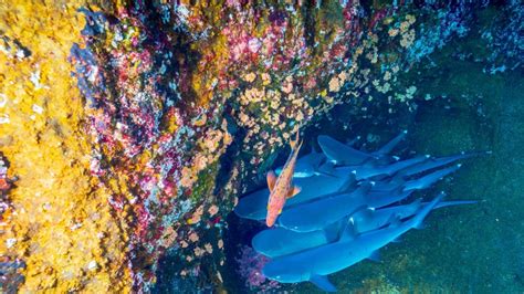 Ecotourism Top 10 Destination For Scuba Diving Ecobnb