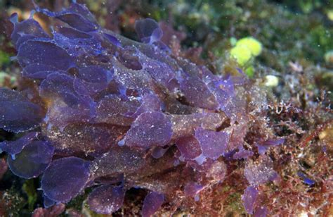 Uh Receives National Funding To Explore New Species Of Deep Water