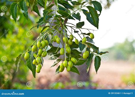 Azadirachta Indica Seeds Hanging On Tree Commonly Known As Neem Stock