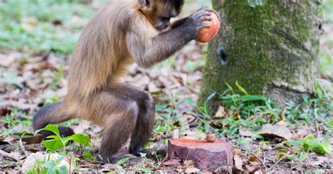 Los Monos Aulladores Y Los Capuchinos Dos Ejemplos De Inteligencia Y