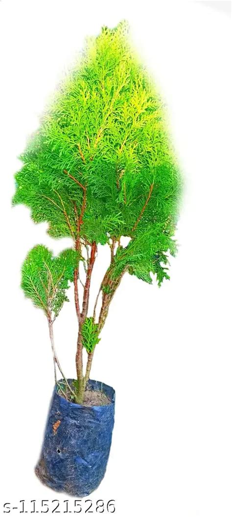 Colour Golden Green Beautiful Outdoor Plant Golden Globe Arborvitae