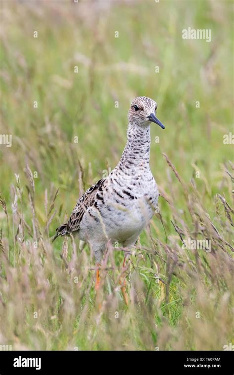 The Ruff Bird
