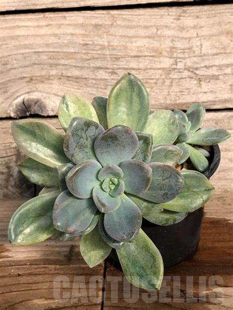 Shpr8878 Graptophytum Supreme Variegated Cactus Online