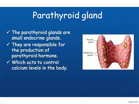 Anatomy Of Thyroid And Parathyroid Gland Ppt