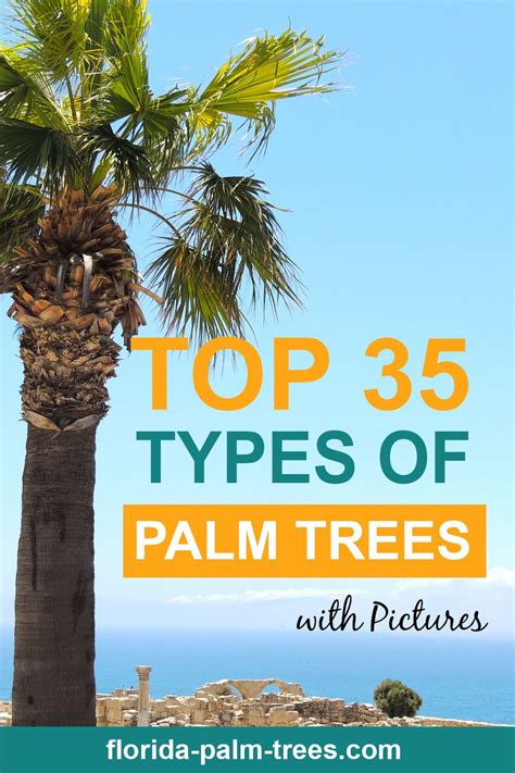 43 Different Types Of Palm Trees Identification Locations 41 Off