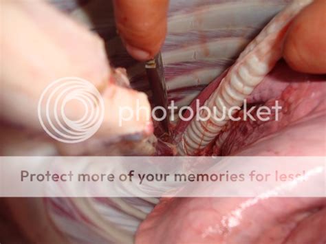 Goat Processing Photo Tutorial Graphic Backyardherds Goats