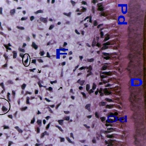 A The Crown Of Fifteen Days Old Rat Control Under Light Microscope