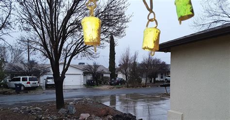 Oddball Observations Spring Sprang Sprung