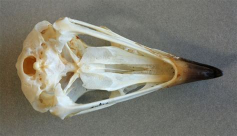 Haliaeetus Leucoryphus Pallas Sea Eagle Skullsite