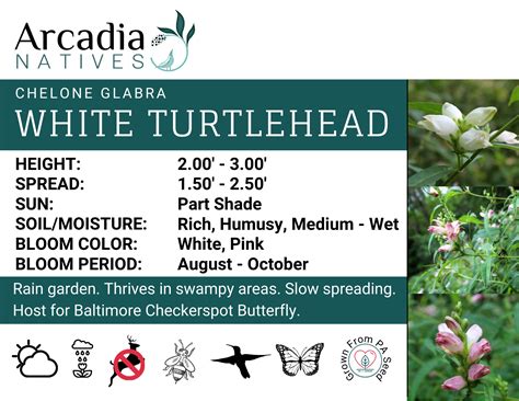 Post Card Informative Sign White Turtlehead Arcadia Natives