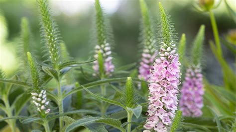 19 Colorful Varieties Of Veronica Flowers You Can Plant To Attract