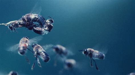 Sieg Sex Tod Der Spiegel