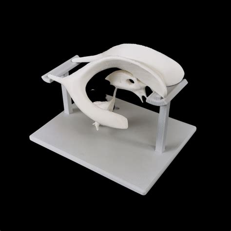 Ventricular System Of The Brain Anatomical Model Os Education