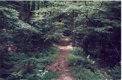 Dark Entry Forest Inc