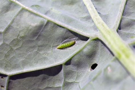 11 Broccoli Bugs And How To Get Rid Of Them