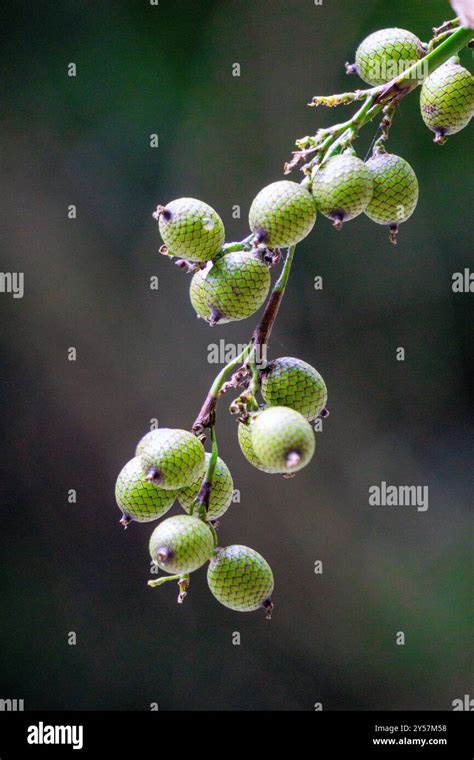 Rattan Fruit Manau Hoe Jernang Buah Ular Littuko On The Tree The Rattan Fruit Is Edible