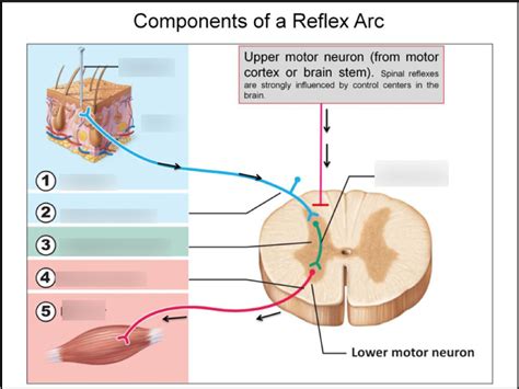 Bsc LaB Practical Reflex Diagram Quizlet