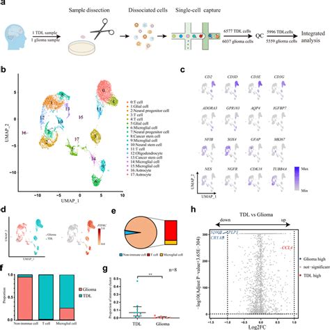 The Difference Of Cell Type Composition And Transcriptomic Level Download Scientific Diagram