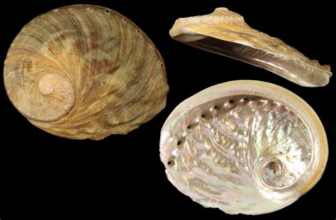 Haliotis Rubra Conicopora