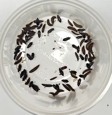 250 Ct Dermestid Beetle Colony For Insect Breeding And Taxidermy Ebay