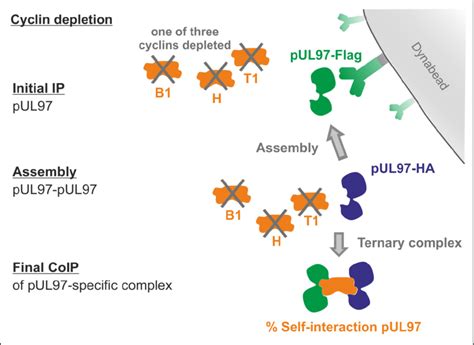 Flow Chart Of The Individual Steps Of Assembly Based Coip As Presented