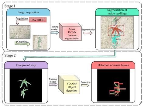 remote sensing free full text detection and counting of maize leaves based on two stage deep