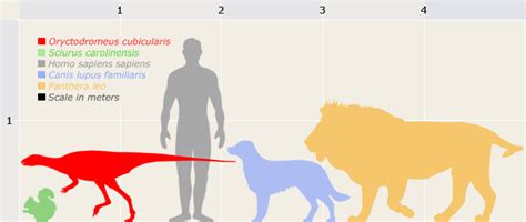 Oryctodromeus Dinochecker Dinosaur Archive