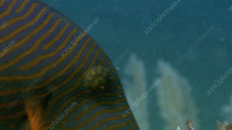Orange Striped Triggerfish Stock Video Clip K0019887 Science