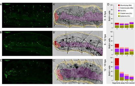 1 Cell Proliferation Occurs At All Three Germ Layers During Early