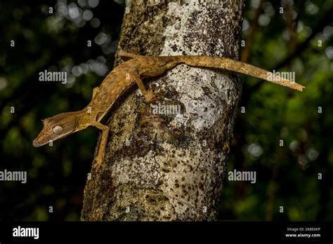 Striped Lined Leaf Tailed Gecko Uroplatus Lineatus Marojejy