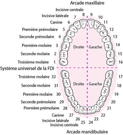 Imagereconnaître Les Dents Édition Professionnelle Du Manuel Msd