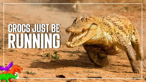 Speed Of Crocodile