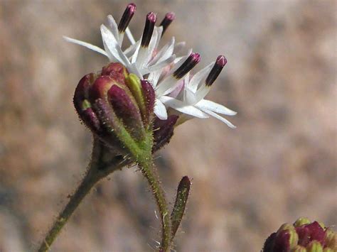 Inflorescence Photos Of Hymenothrix Wrightii Asteraceae