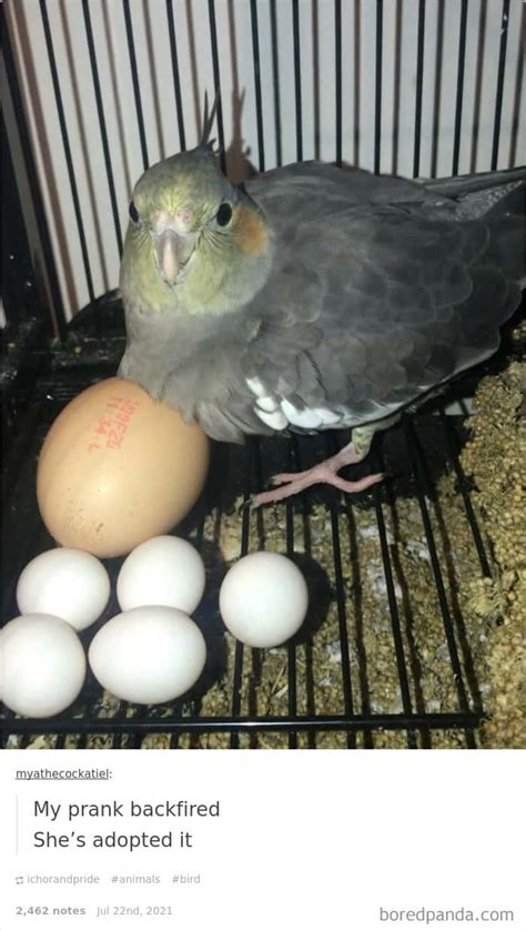 10 Funny Bird Memes That Will Make You Laugh Gluwee