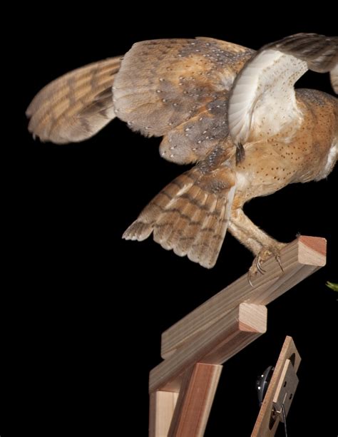 Camera Perch Mollys Box