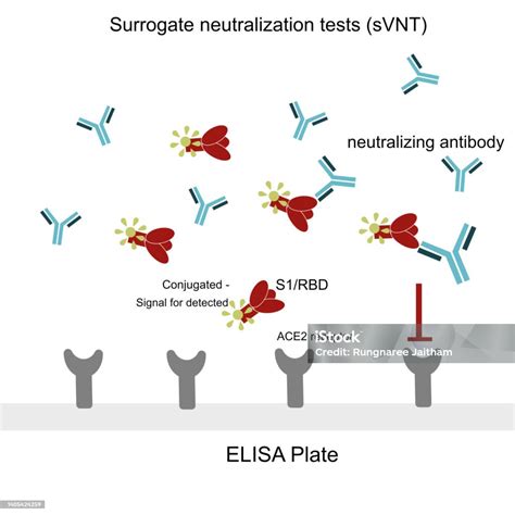 The General Principle Of Surrogate Virus Neutralization Test For Detect