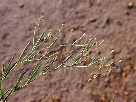 Spergularia Diandra Wikipedia