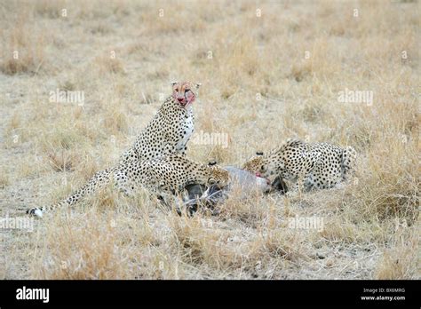 Cheetah Acinonyx Jubatus The Three Brothers Eating Their Prey A