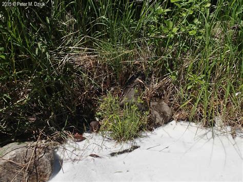 Carex Flava Yellow Sedge Minnesota Wildflowers