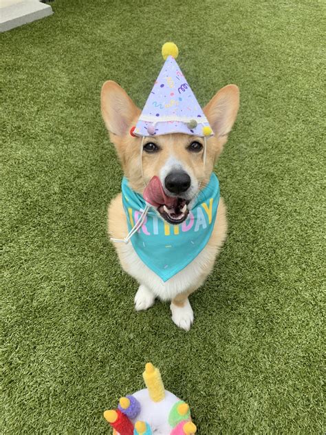Happy 7th Birthday To Our Camp Bow Wow West Seneca Ny
