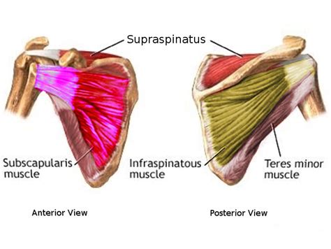 Supraspinatus Anatomy Function Injuries And Muscle Guide