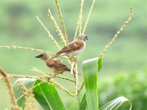 Coevolution In Nature The Dynamic Relationship Between Species