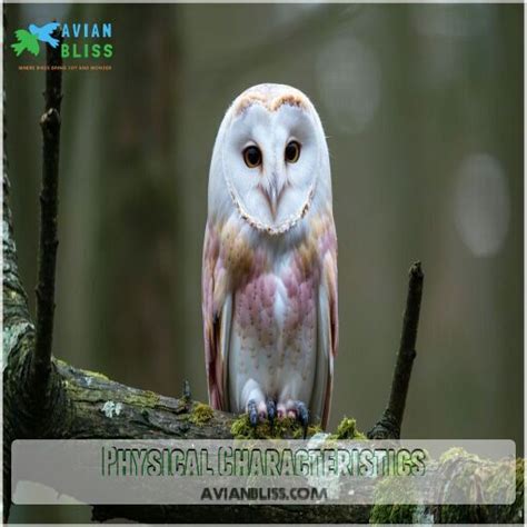Featherless Owls What They Look Like And Why They Lose Their Feathers